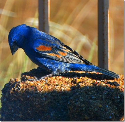 Sycamore Canyon Birds